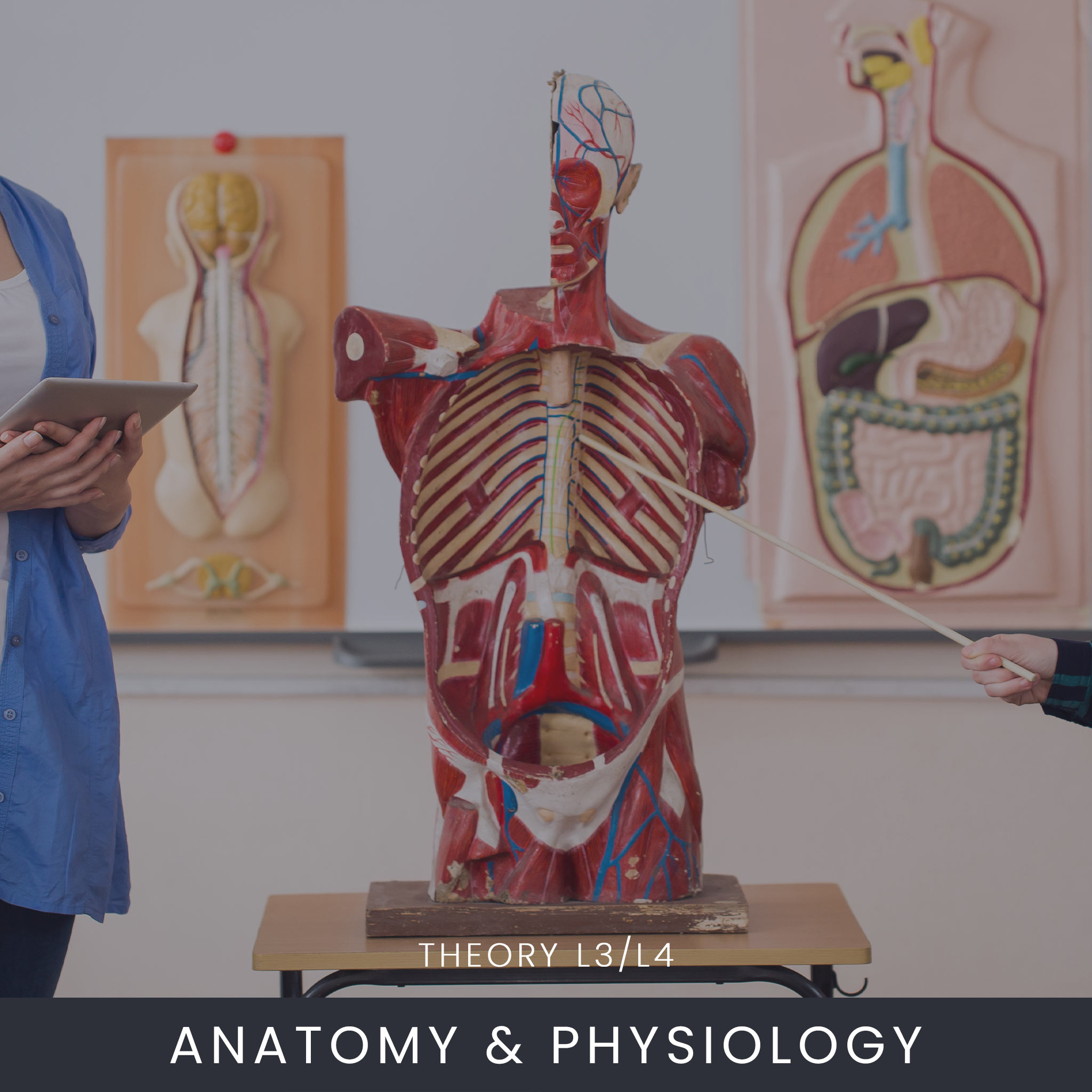Human Anatomy And Physiology Logo