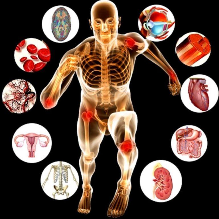 Online Anatomy And Physiology Theory L3 L4 The Online Beauty Courses